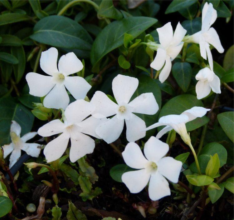 Vinca minor alba - WHITE Lesser Periwinkle Plant