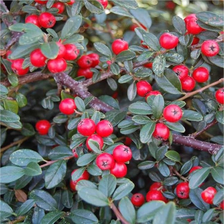 Cotoneaster franchetii - Evergreen Shrub