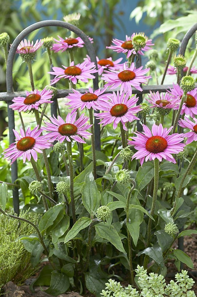Echinacea purpurea Ruby Giant