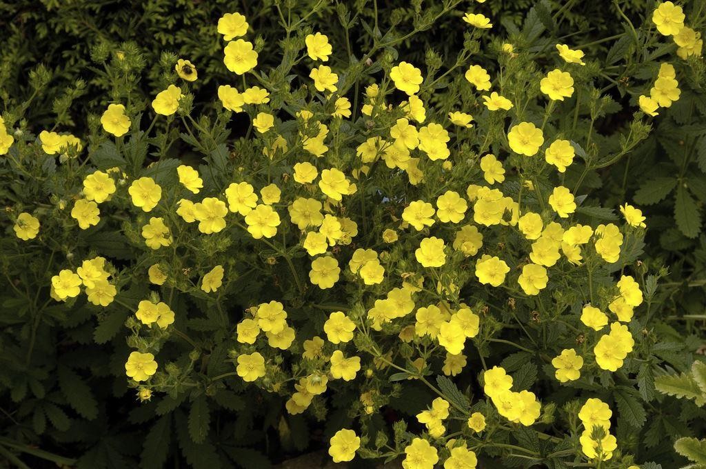 Potentilla recta Warrenii