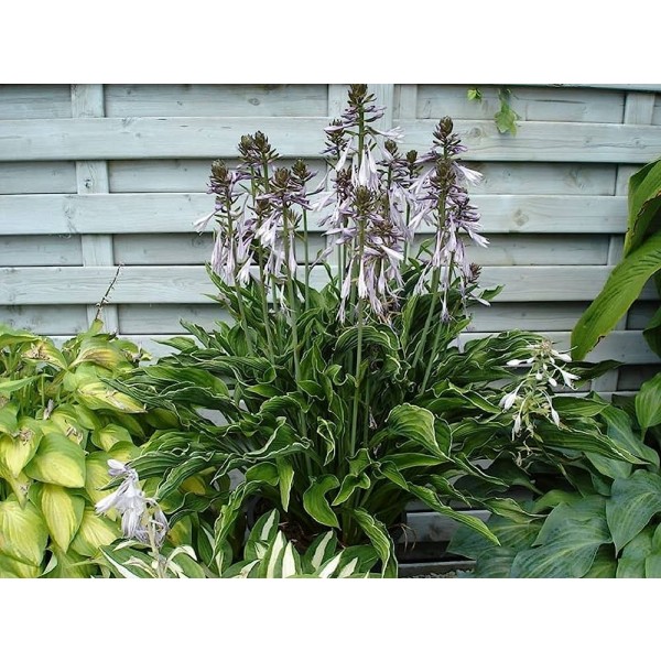 Hosta plants for sale | Plantain lilies