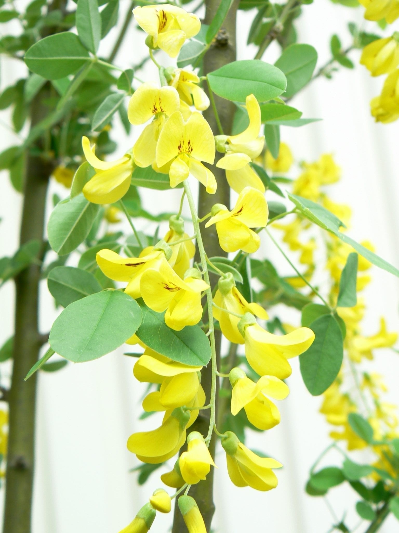 Laburnum anagyroides Yellow Rocket - Upright Golden Chain Tree