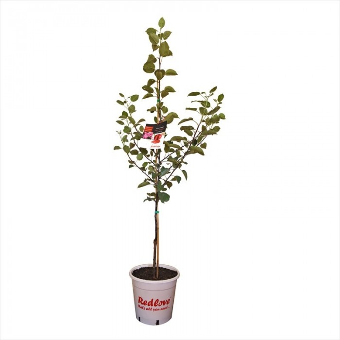 Apple Tree - Redlove® Era - 150cm Fruit Tree - Malus domestica Red Love