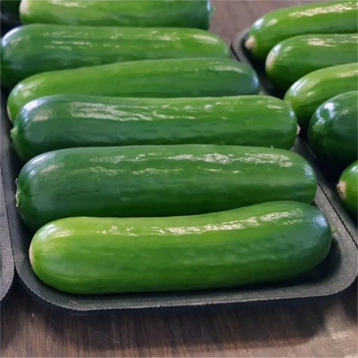 Cucumber - Picolino