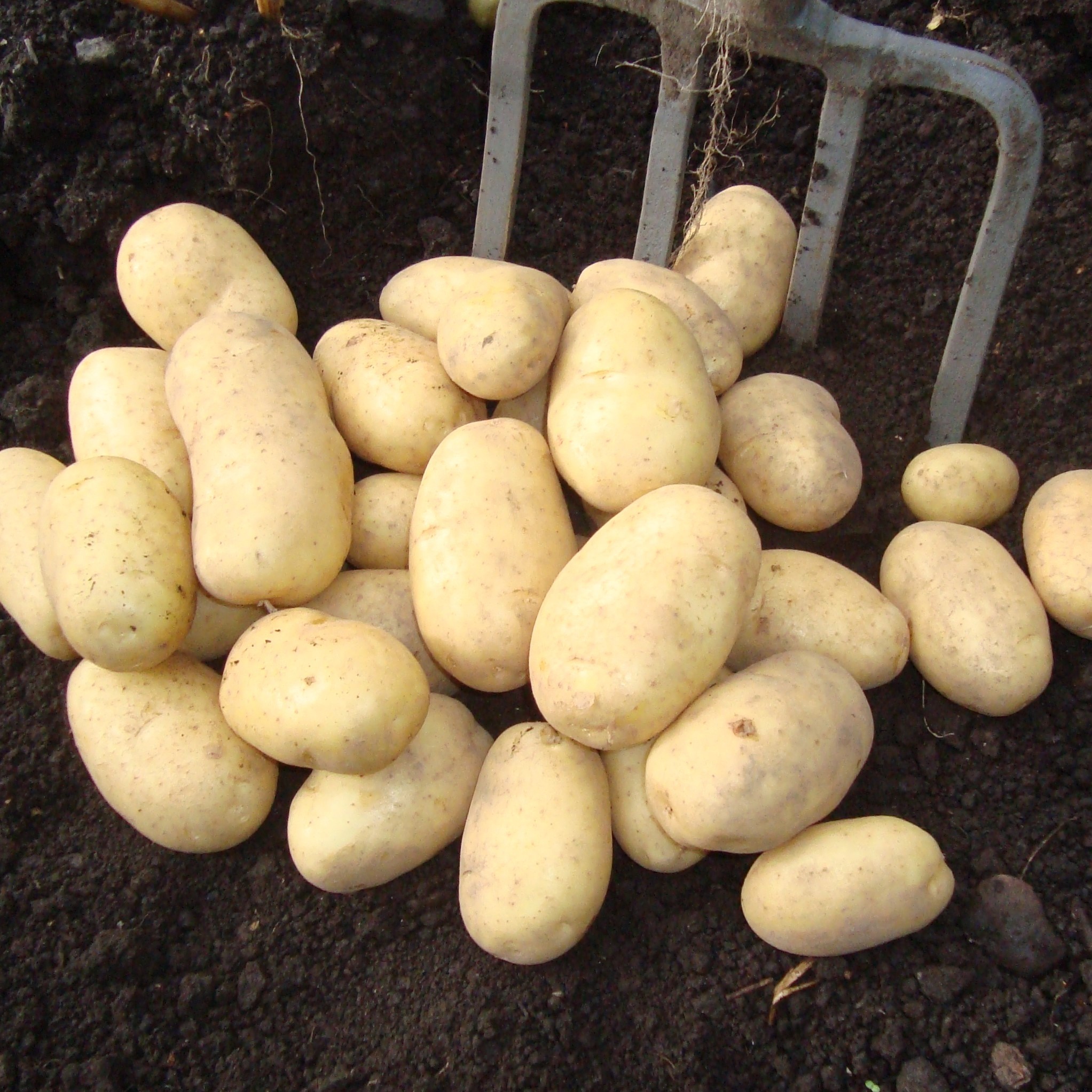 Wilja - 2nd Early Seed Potatoes - Pack of 10