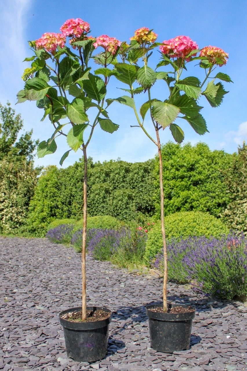 Hydrangea Tree - Kings Red - Giant Red Mophead Standard Tree 100-120cms ...
