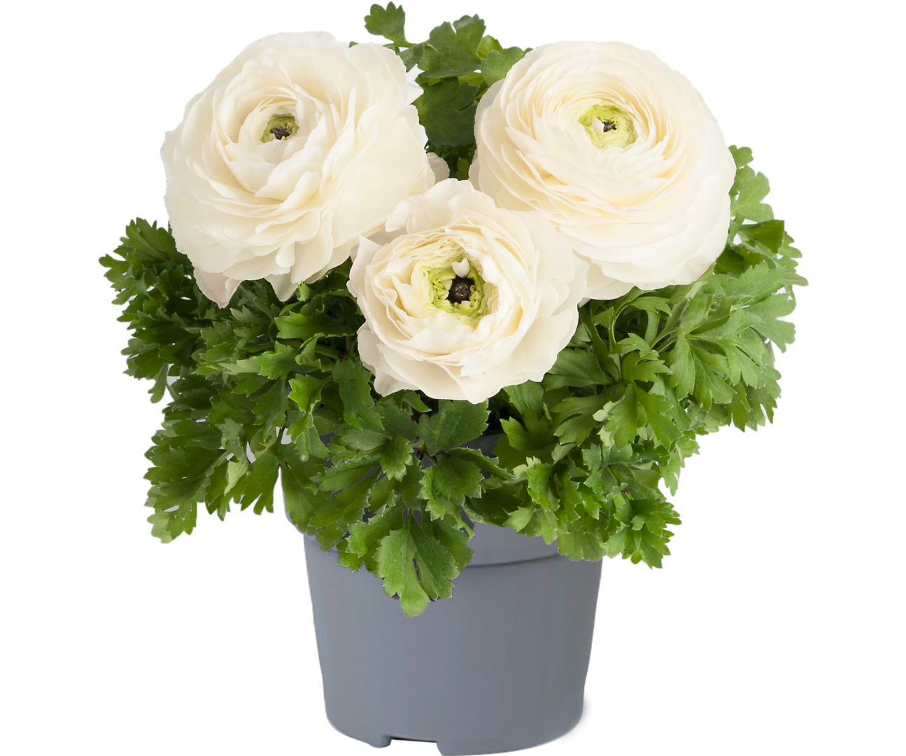Ranunculus White in Bud & Bloom