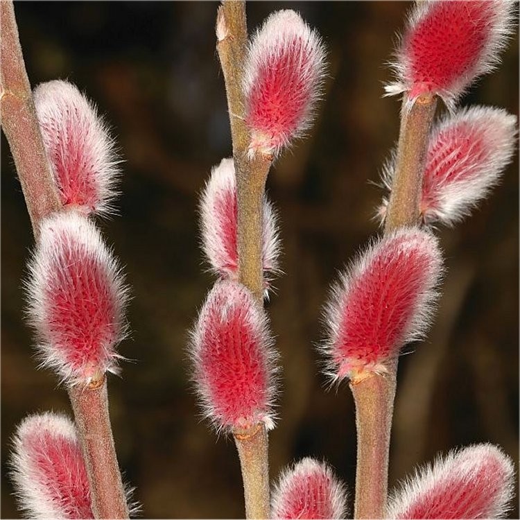 Salix gracilistyla 'Mount Aso' - Japanese Pink Pussy Willow