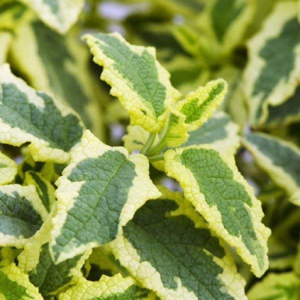 Cistus plants for sale | Buy Cistus shrubs online UK delivery