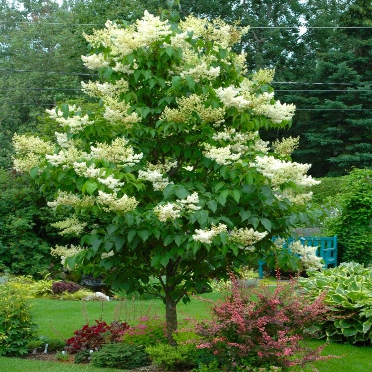 Fragrant Standard White Lilac Tree - Syringa vulgaris Madam Lamoine ...