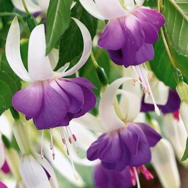 Fuchsia shrubs for sale UK | Fuchsia plants UK delivery
