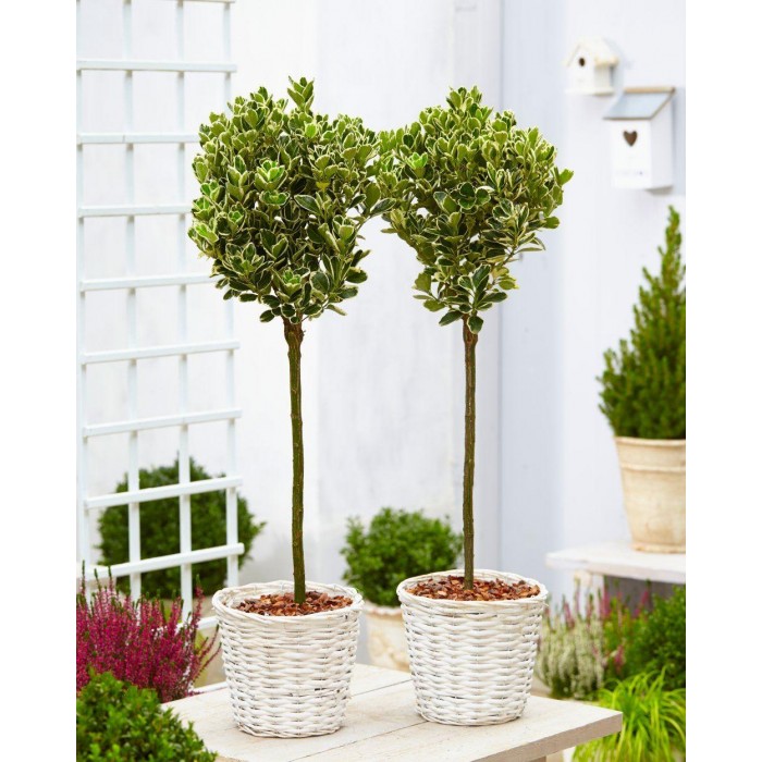 Pair of Euonymus Kathy - Silver Variegated Evergreen Standard Topiary ...