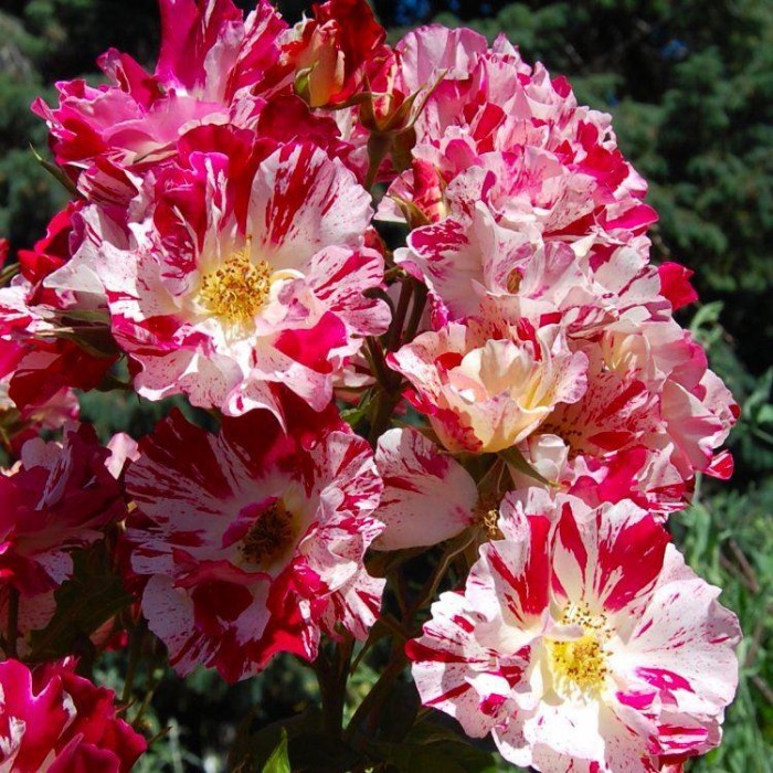 Rose Crazy for You - Floribunda Bush Rose