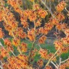 Hamamelis x intermedia Orange Beauty - Witch Hazel