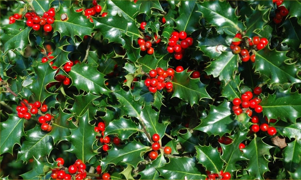 Ilex aquilfolium Alaska - Holly
