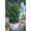 Sarcococca hookeriana Winter Gem - Fragrant Sweet Box - LARGE