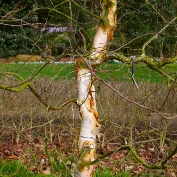 Betula pendula Spider Alley - Contorted Birch Tree - circa 120cms