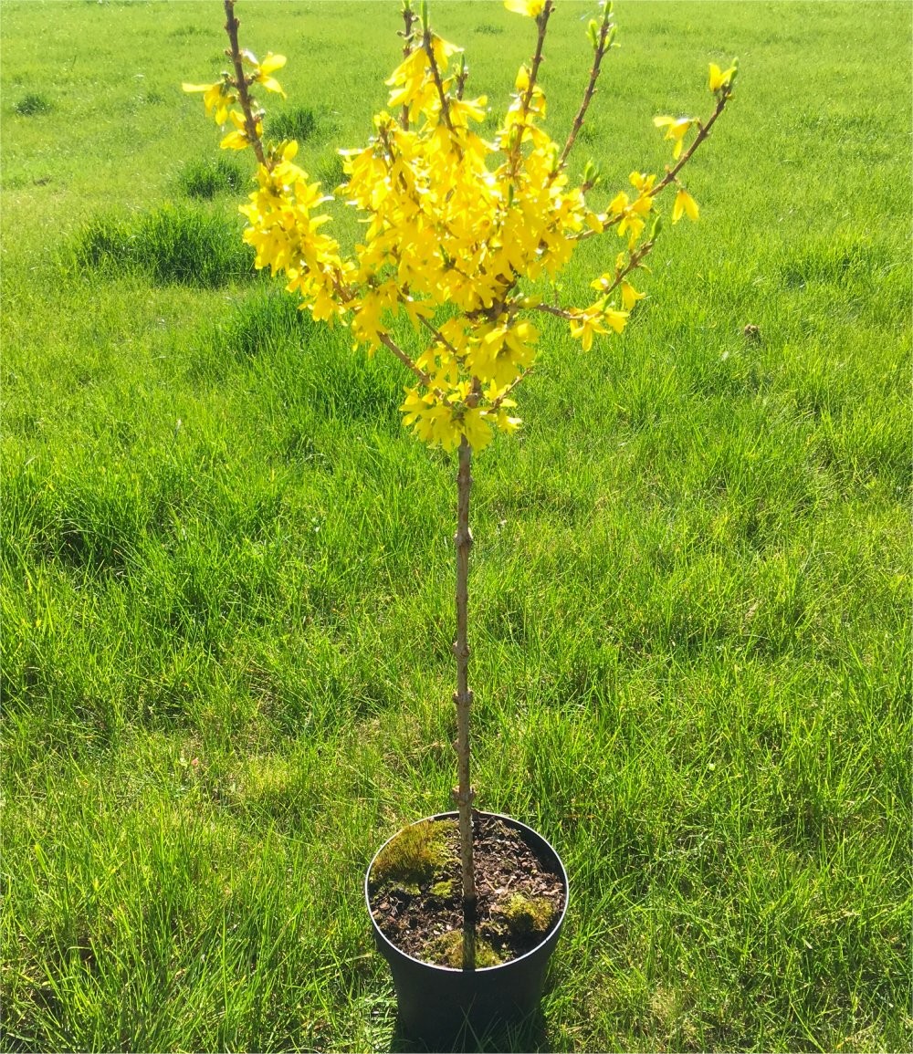 Forsythia spectabilis - Patio Standard Tree
