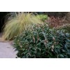 Sarcococca hookeriana Winter Gem - Fragrant Sweet Box - LARGE