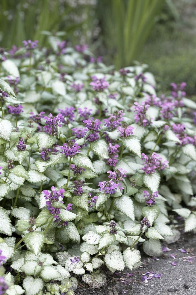 Lamium maculatum 'Beacon Silver'