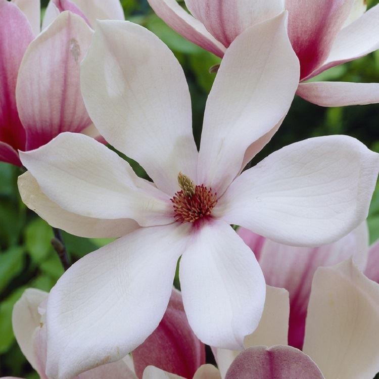 Magnolia Red Lucky - Chinese Magnolia Shrub