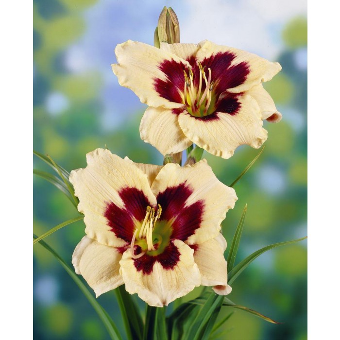 Hemerocallis ''Moonlit Masquerade''
