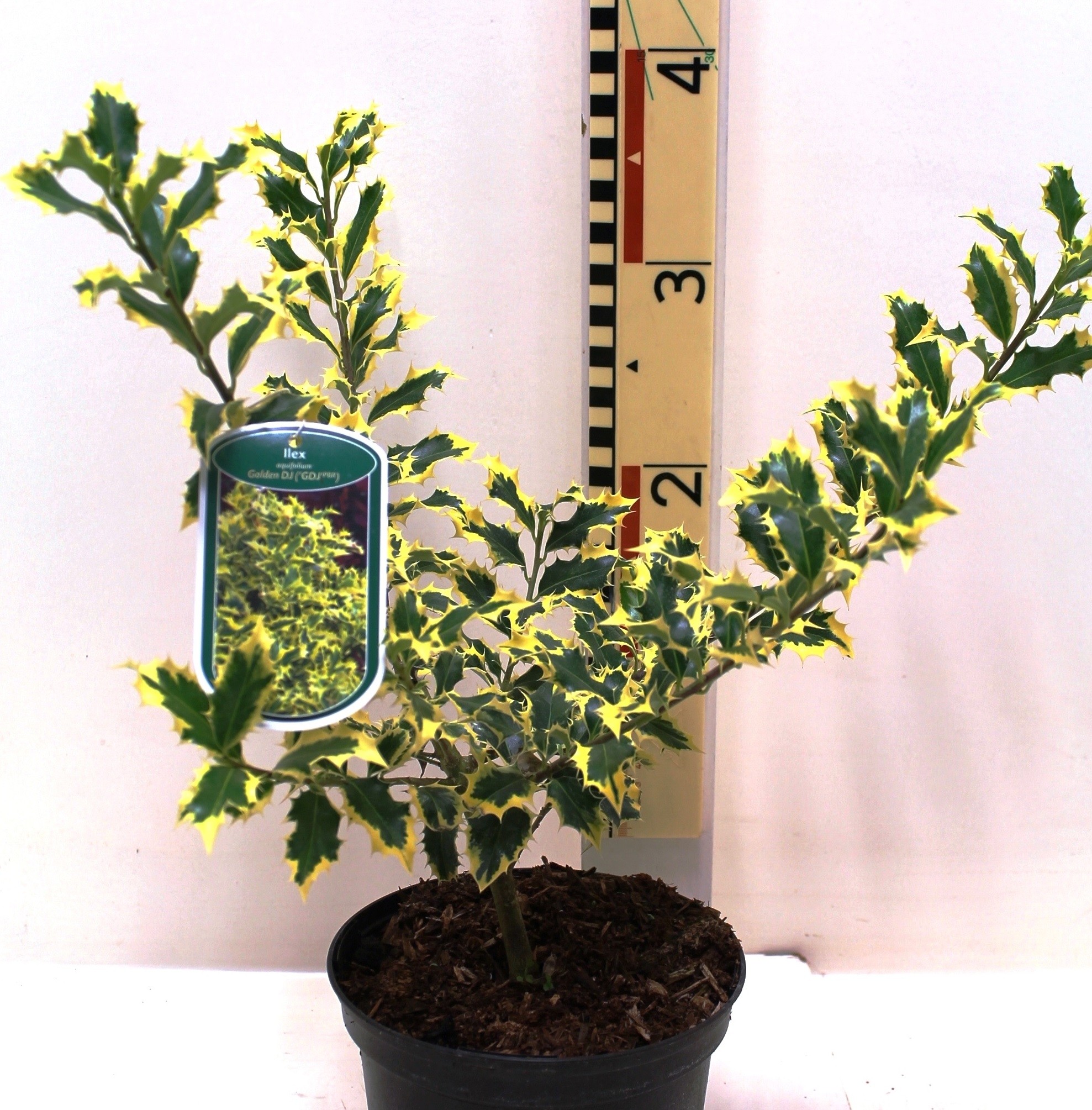Ilex aquifolium Golden DJ - Female Variegated Holly