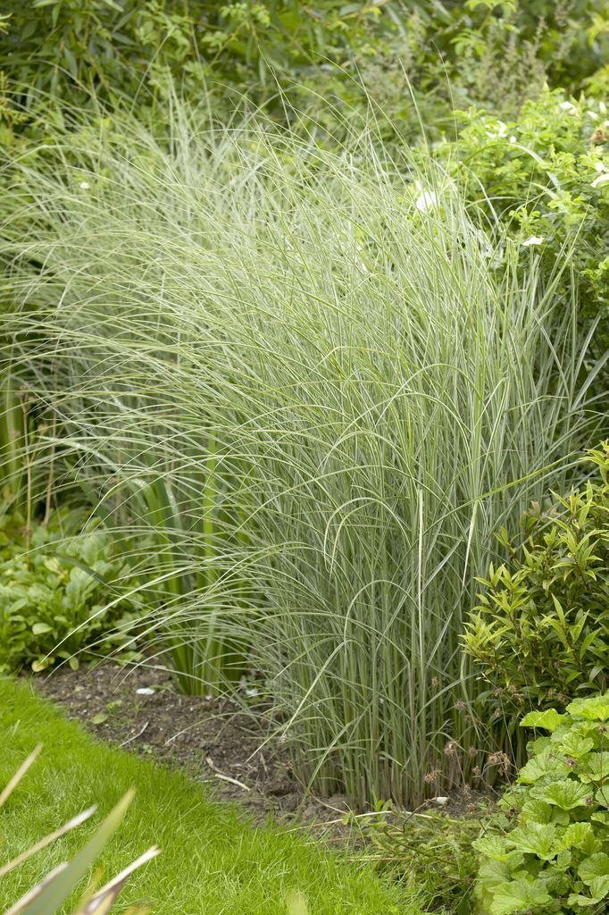 Miscanthus sinensis Morning Light - Japanese Silver Grass