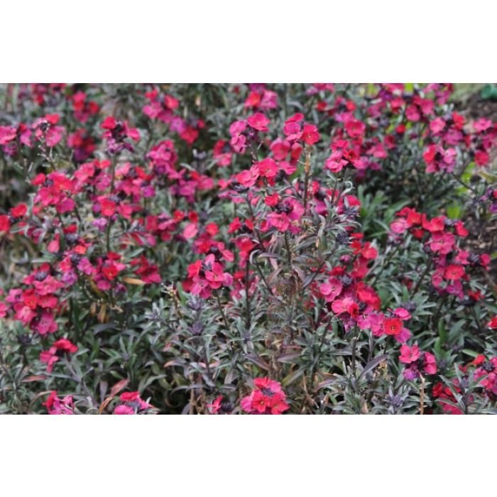 Erysimum Red Jep - Perennial Wallflower