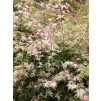 Large Acer Japanese Maple Tree - Orido Nishiki (Asahi-zuru)