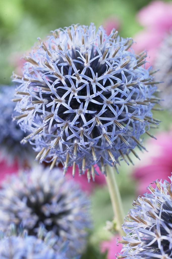Echinops bannaticus 'Taplow Blue' - Globe Thistle