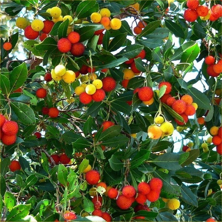 Arbutus Unedo - Strawberry Tree