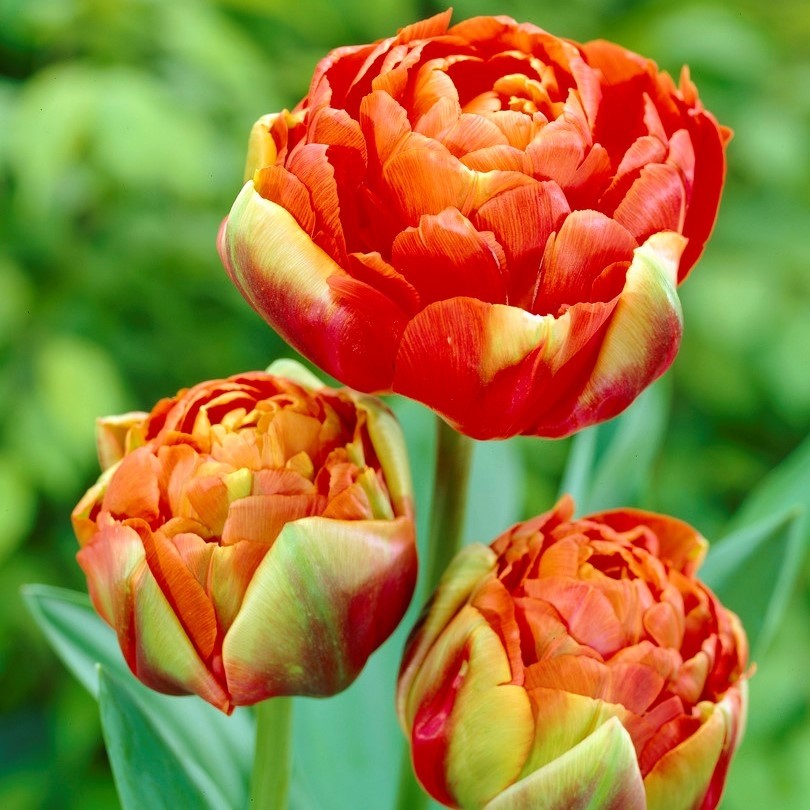 Tulipa Princess Unique - Pack of 12