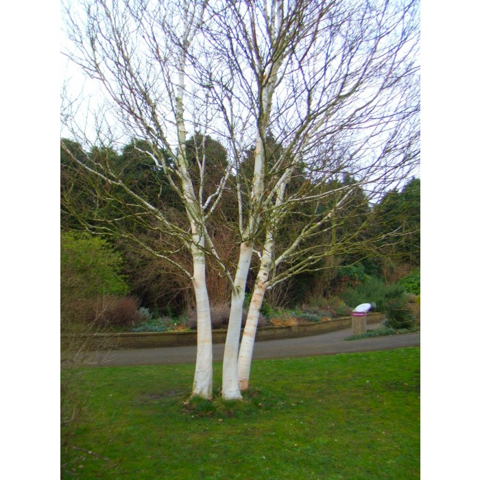 Betula utilis var. jacquemontii 'Doorenbos' - White Bark West Himalayan ...