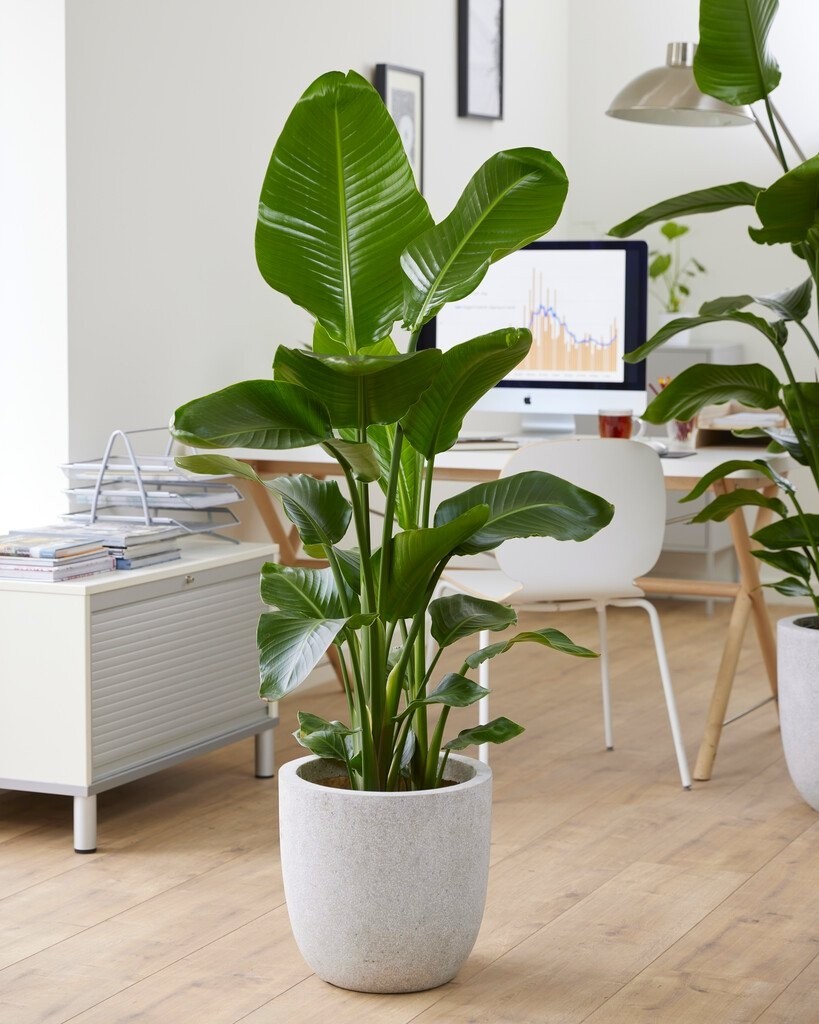 RARE - Strelitzia nicolai - White Bird of Paradise Plant circa 80 ...