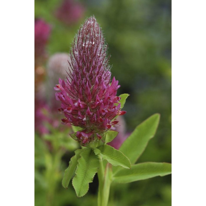 Trifolium rubens