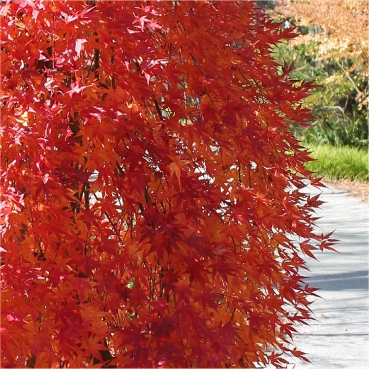 Acer palmatum Cascade Gold - Golden Foliage Weeping Waterfall Japanese ...