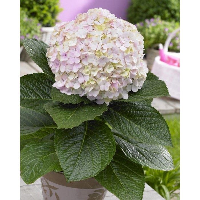 GIANT - Hydrangea 'Avant Garde' - Worlds Largest Hydrangea - In Bud ...