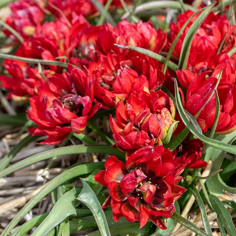 Tulip Samantha - Pack of 10