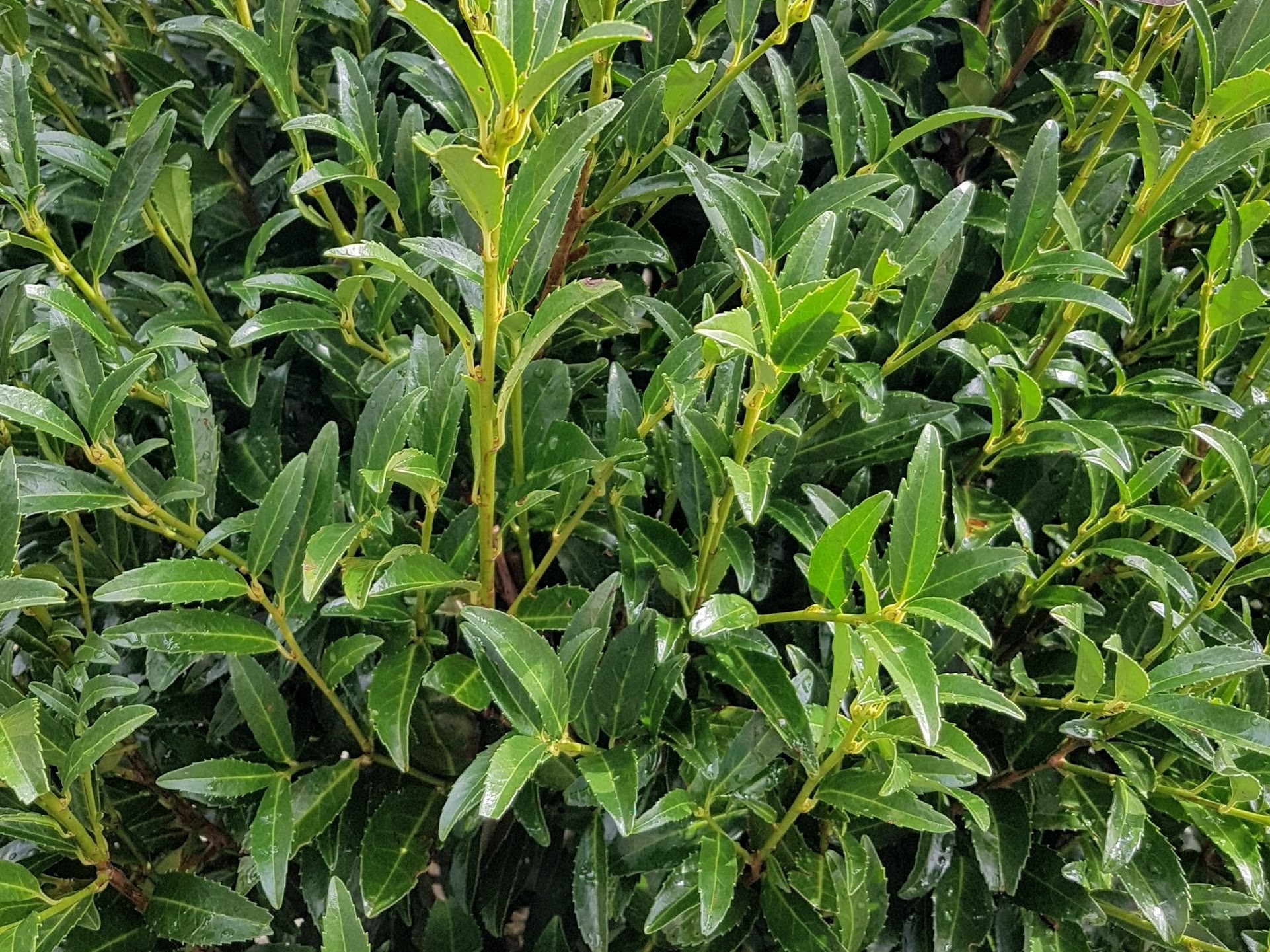 Prunus laurocerasus Szofi (Sofia) - Hardy Dwarf Evergreen Laurel