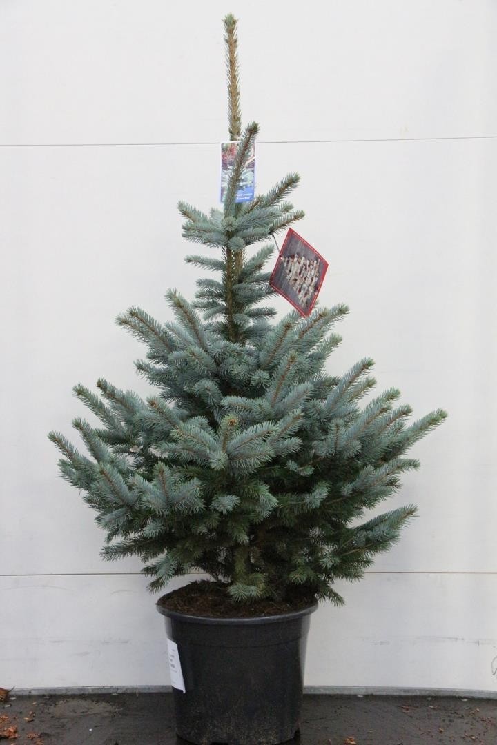 SPECIAL DEAL - Picea glauca Super Blue - Pot Grown Bushy Blue Spruce ...