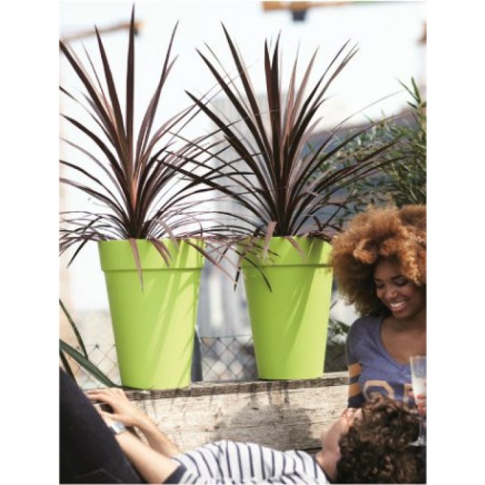 Cordyline australis Red Star - Patio Torbay Palm - Pack of TWO