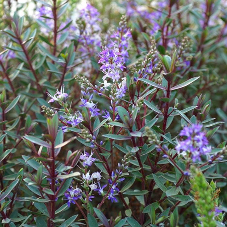 Hebes Collection - Selection of SIX Outstanding Hardy Evergreen Hebe Plants