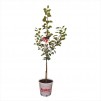 Apple Tree - Redlove® Era - 150cm Fruit Tree - Malus domestica Red Love