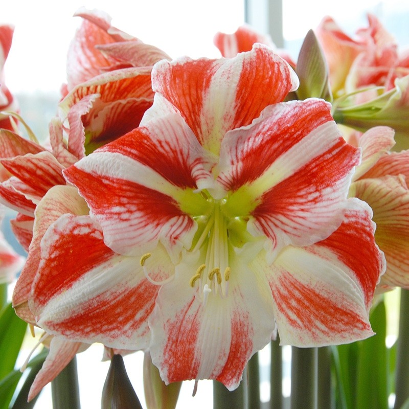 WINTER SALE - Giant Flowered Amaryllis Hippeastrum Multi-flowering ...
