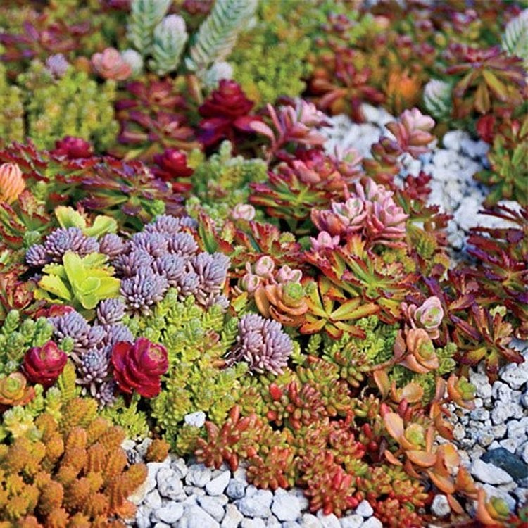 Hardy Succulent Sedum Collection - Pack of FIVE Evergreen Hardy Plants ...