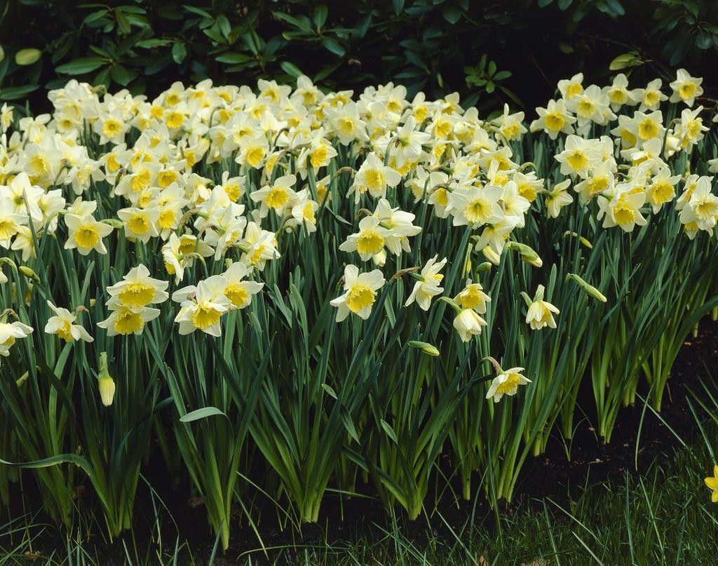 Narcissus Ice Follies - Daffodil
