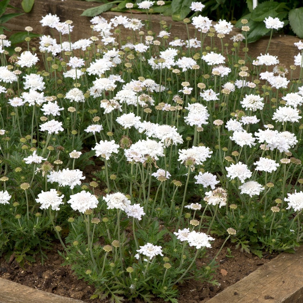 Scabiosa columbaria 'Flutter Pure White' - Scabious