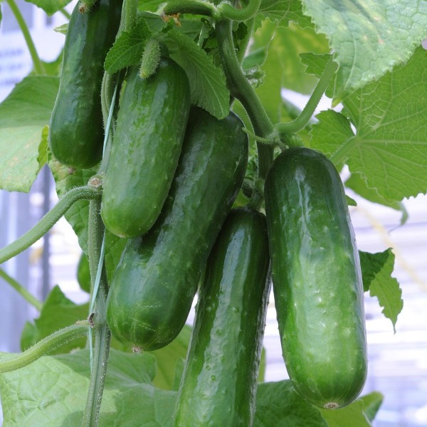 Buy cucumber plants | Grow your own cucumbers