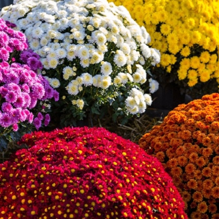 Colourful Garden Mum Chrysanthemum - Rose Pink Shades